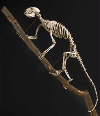 Amazing mammals in evolutionary history of animals CCTV-International