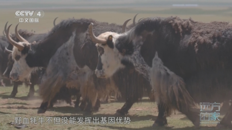 《远方的家》 20260707 山河锦绣看中国 黄河之源 生命之歌
