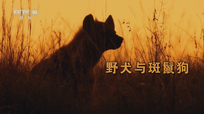 《自然传奇》 20260725 野犬与斑鬣狗