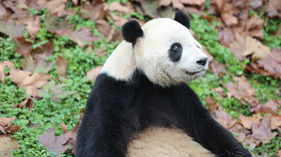 iPanda - Love & Panda!