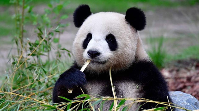 iPanda - Love & Panda!