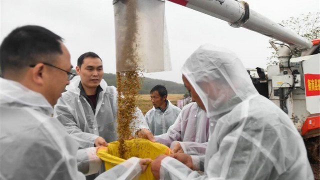 Third-generation hybrid rice achieves high yield_英语频道_央视网(cctv.com)