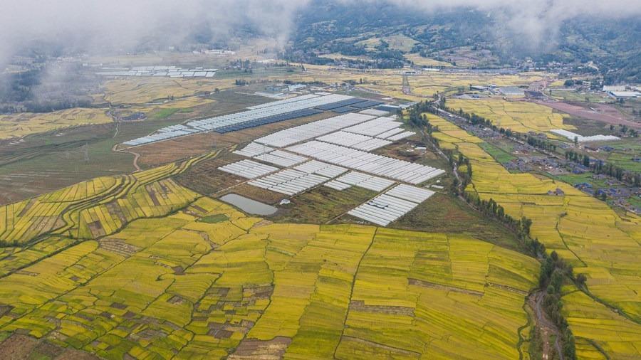 Xi Story: Lifeline of prosperity: farmland protection_英语频道_央视网(cctv.com)